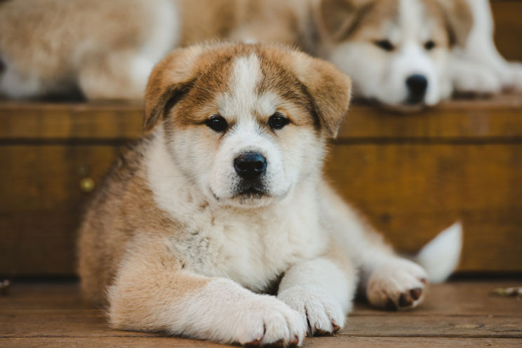 Mediterranean natural | Guía completa de las razas de perros: Akita Mediterranean natural | Guía completa de las razas de perros: Akita