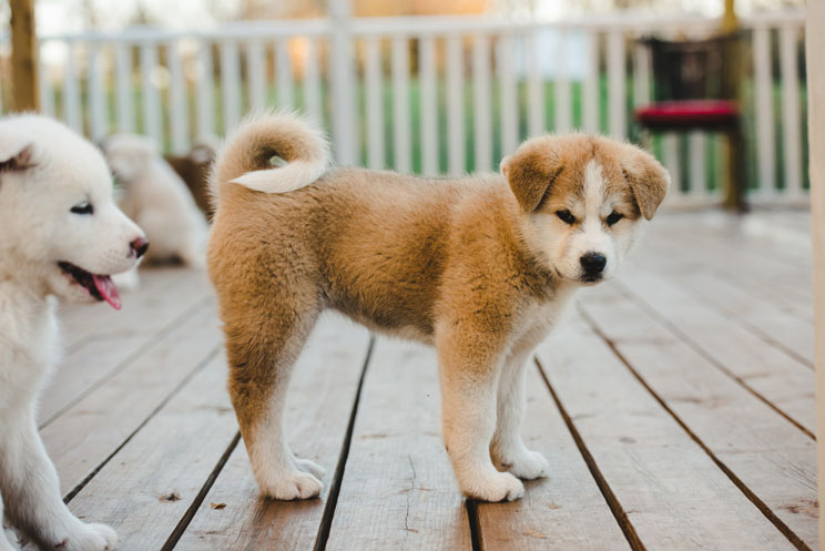 Mediterranean natural | Guía completa de las razas de perros: Akita Mediterranean natural | Guía completa de las razas de perros: Akita