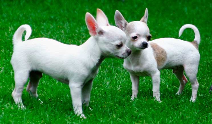 Mediterranean natural | Guía completa de las razas de perros: Chihuahua Mediterranean natural | Guía completa de las razas de perros: Chihuahua