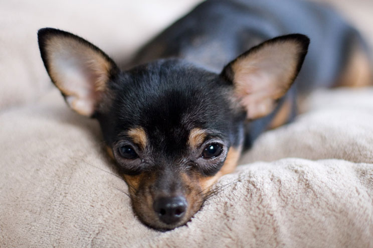 Mediterranean natural | Guía completa de las razas de perros: Chihuahua Mediterranean natural | Guía completa de las razas de perros: Chihuahua
