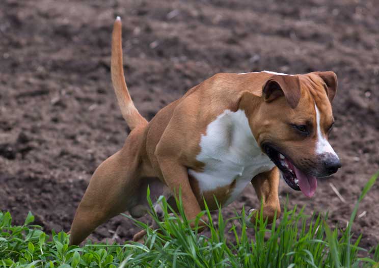 Mediterranean natural | Guía completa de las razas de perros: American ... Mediterranean natural | Guía completa de las razas de perros: American ...