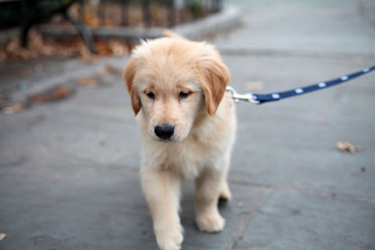 Mediterranean natural | Robo de perros: medidas de precaución para evitarlo Mediterranean natural | Robo de perros: medidas de precaución para evitarlo