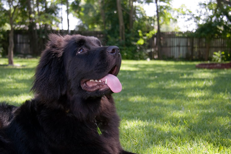 Mediterranean natural | Guía completa de las razas de perros: Terranova Mediterranean natural | Guía completa de las razas de perros: Terranova