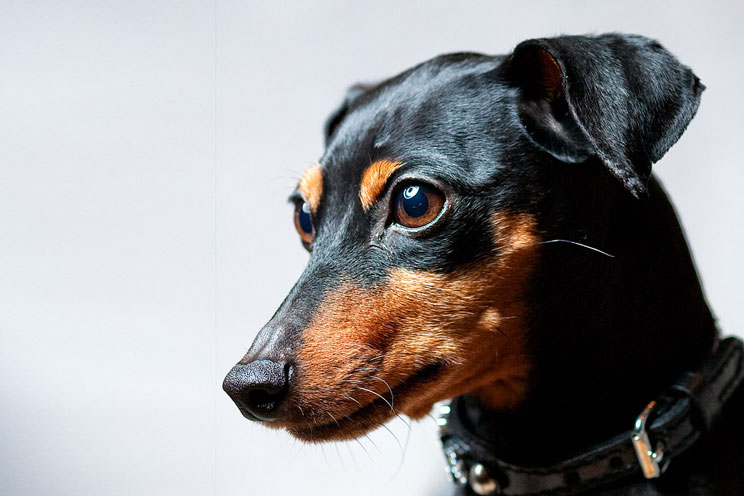 Mediterranean natural | Guía completa de las razas de perros: Pinscher Mediterranean natural | Guía completa de las razas de perros: Pinscher